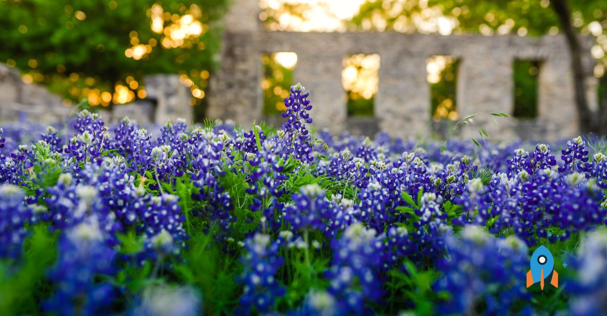 Best Places to Take Family Pictures with Bluebonnets | Planet Kids